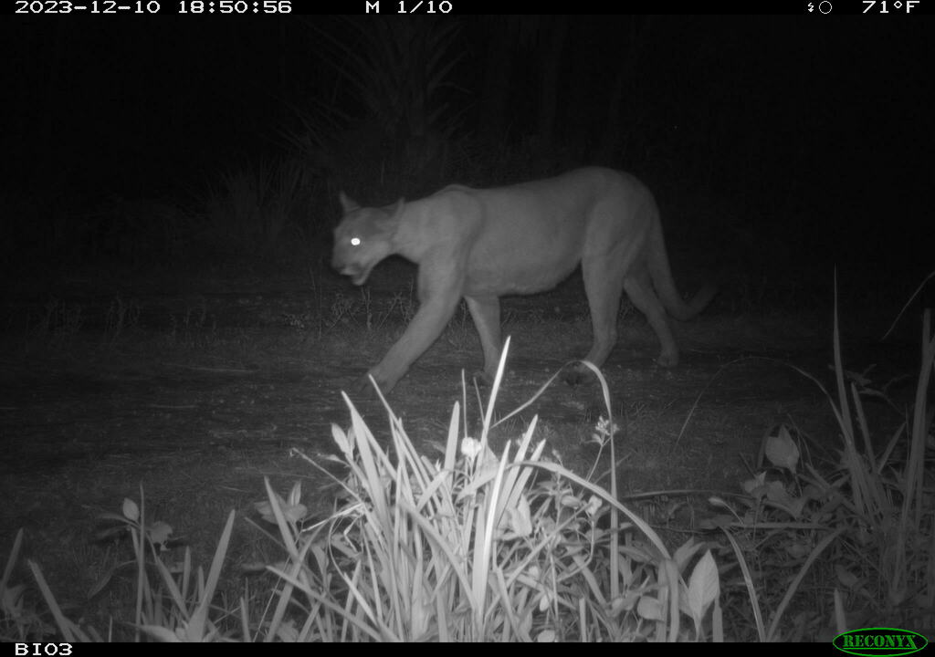 Action of the Week: Protect Critical Panther Habitat in Florida ...