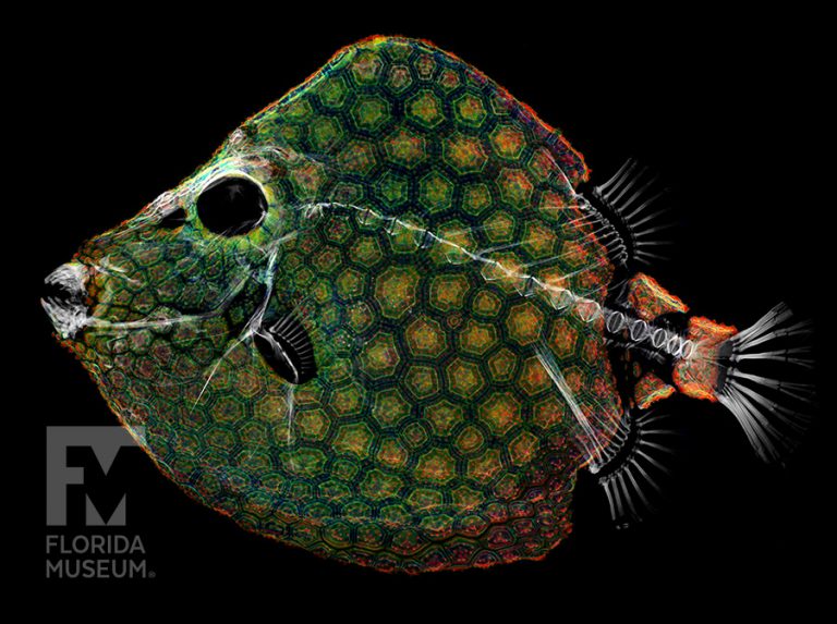 Specimen Gallery – oVert