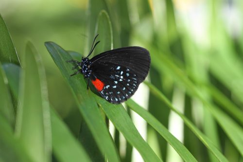 Atala butterfly – Daniels Lab