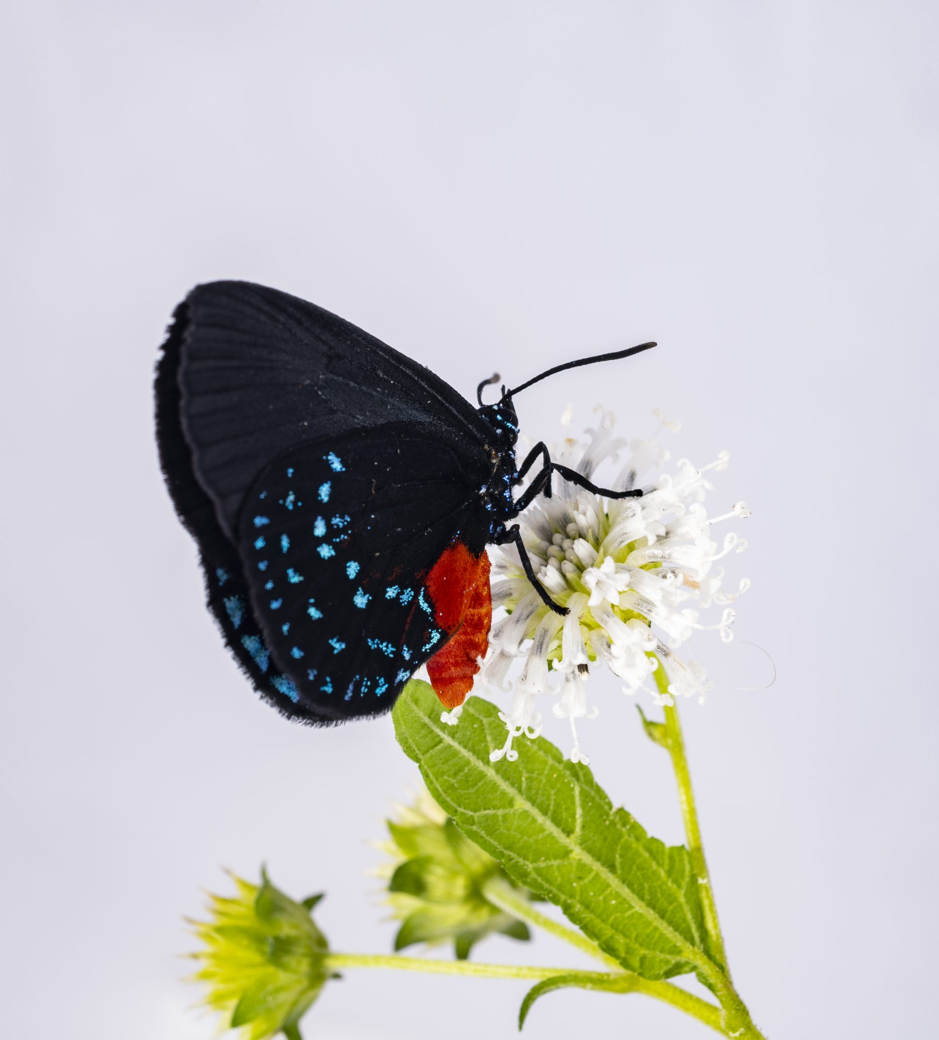 Atala butterfly – Daniels Lab