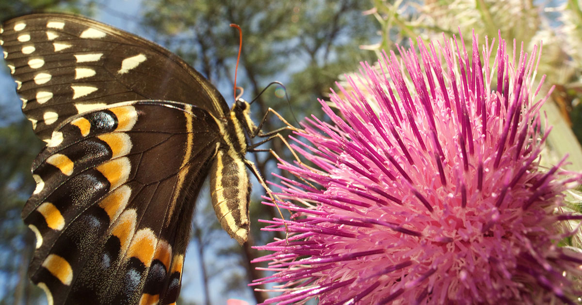 At-risk butterfly conservation – Daniels Lab