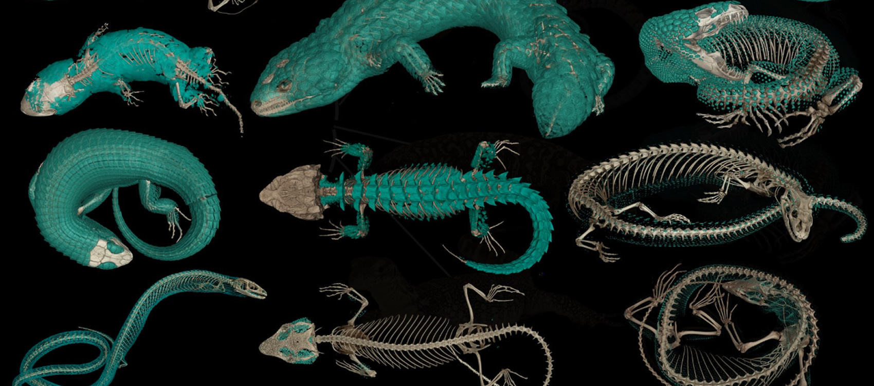 Digital Imaging Division – Florida Museum of Natural History