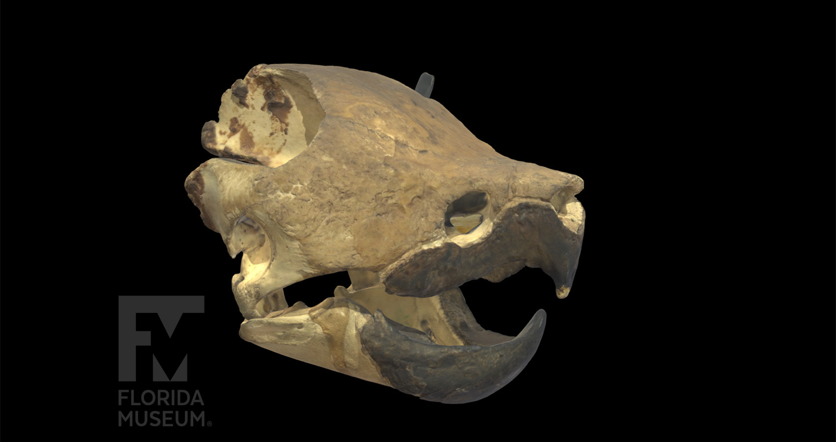 Alligator snapping turtle – Digital Imaging Division