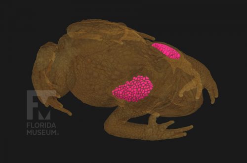 Cane Toad Parotoid Glands – Digital Imaging Division