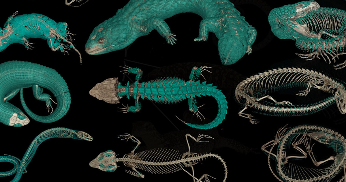 Virtual Reality – Digital Imaging Division