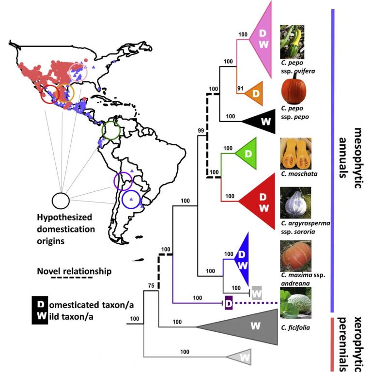 Evolutionary and domestication history of Cucurbita (pumpkin and squash ...
