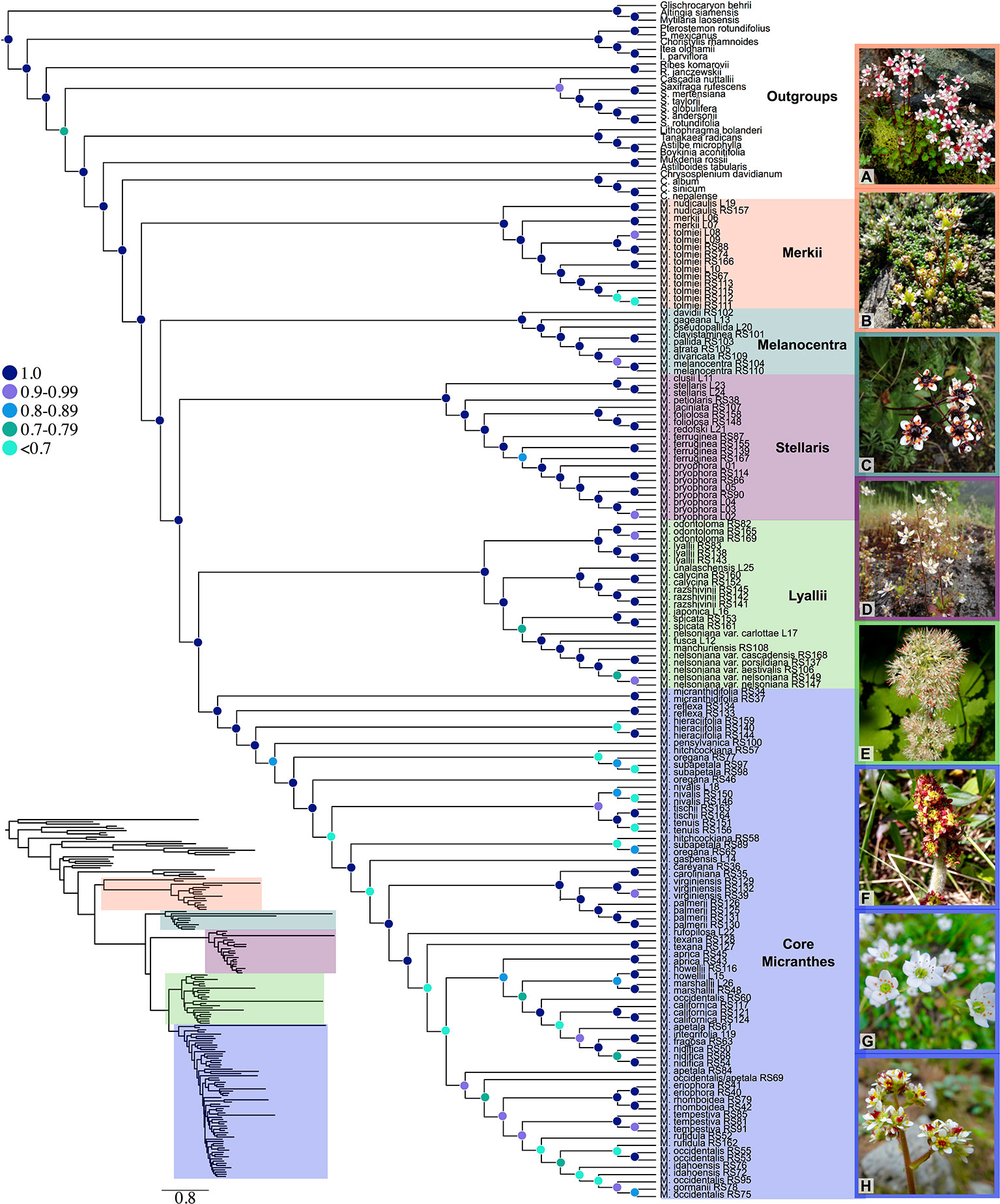 Phylogenetic Tree Of Plants