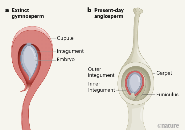 Ancient seeds spill secrets about the evolution of flowering plants ...