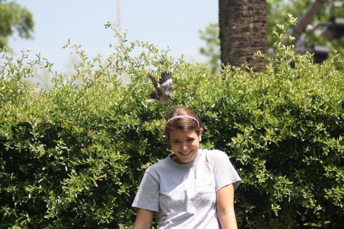 Mockingbird Attacks – Ordway Lab of Ecosystem Conservation