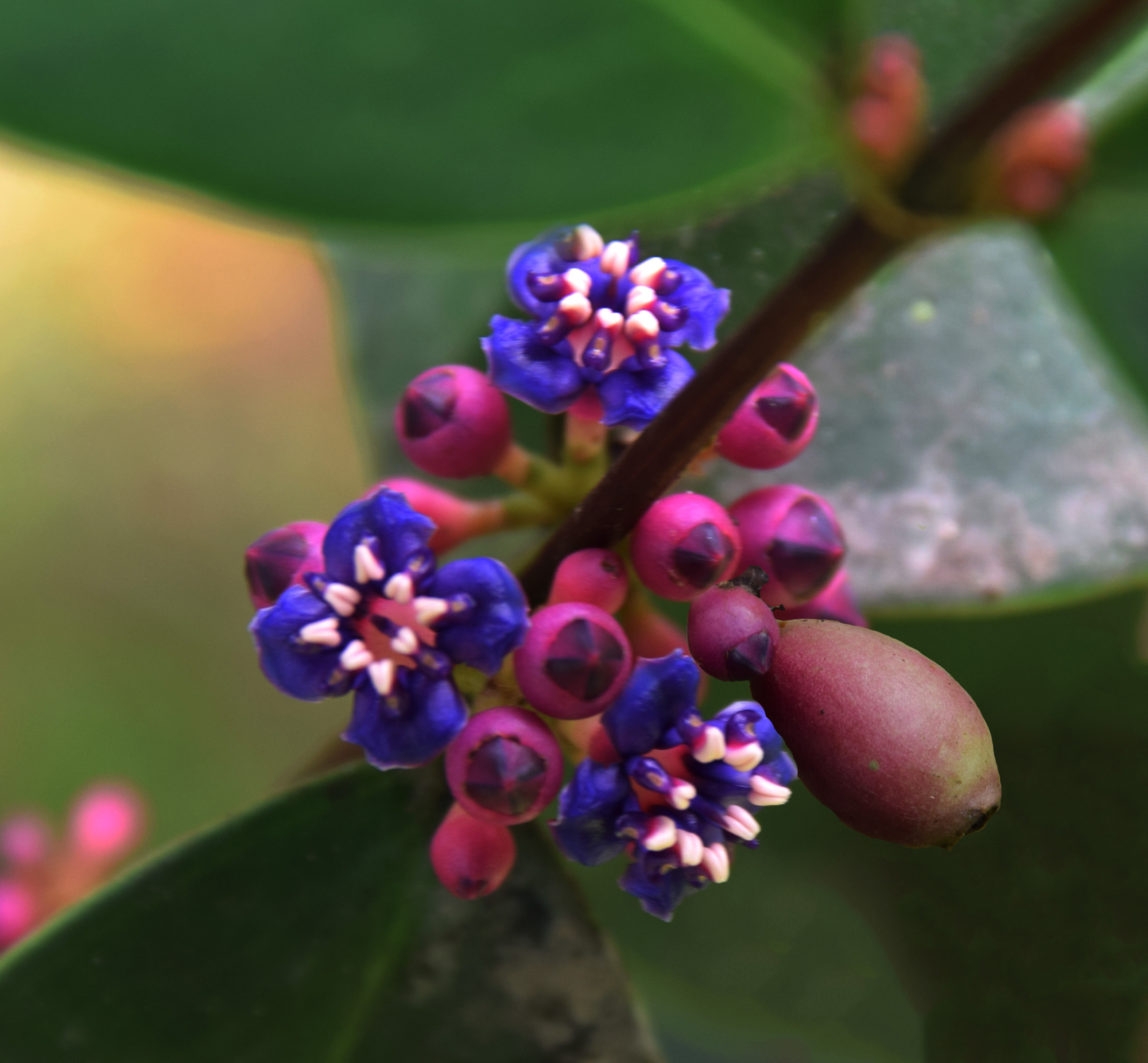 Research Projects – Cellinese Lab