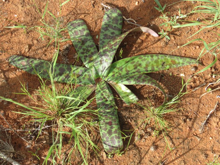 Evolution of monocotyledonous geophytes with special focus on African ...