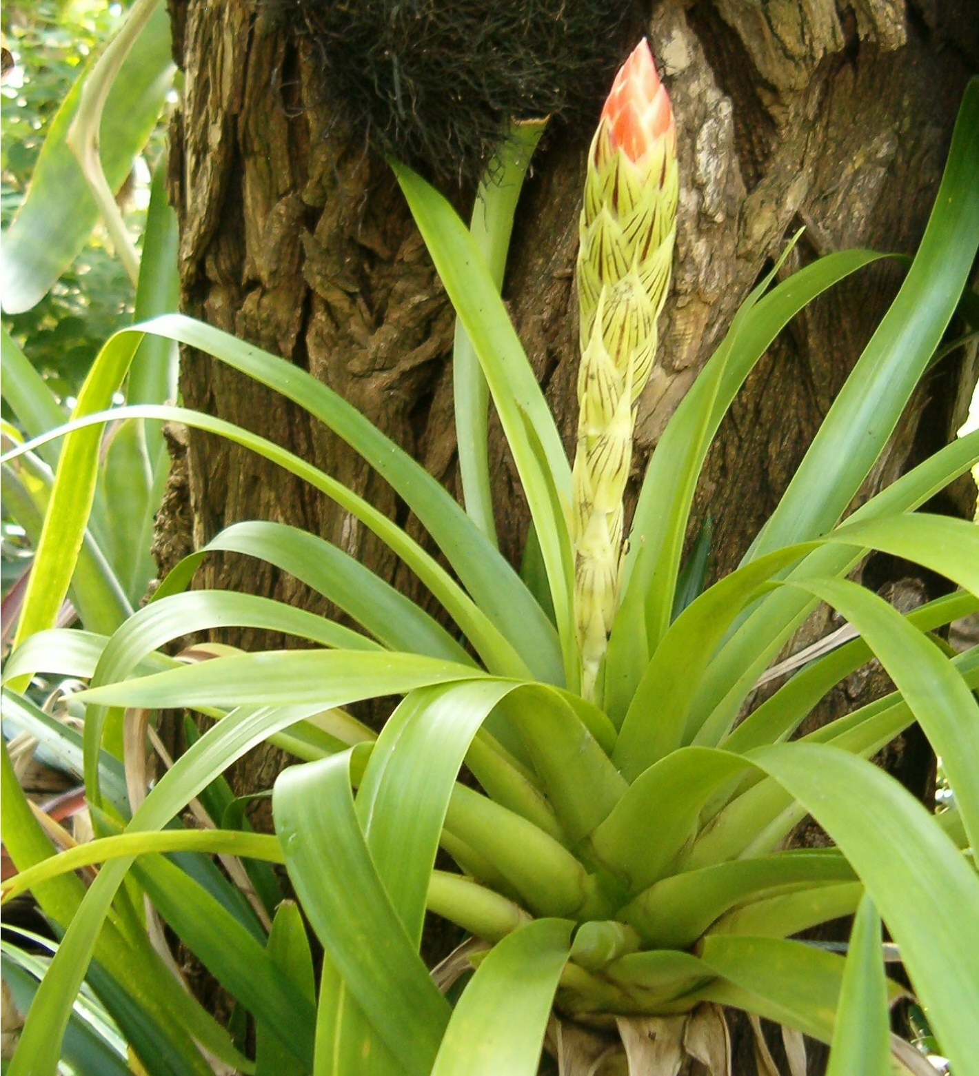 Genetic Diversity and Spatial Genetic Structure of Guzmania monostachia ...